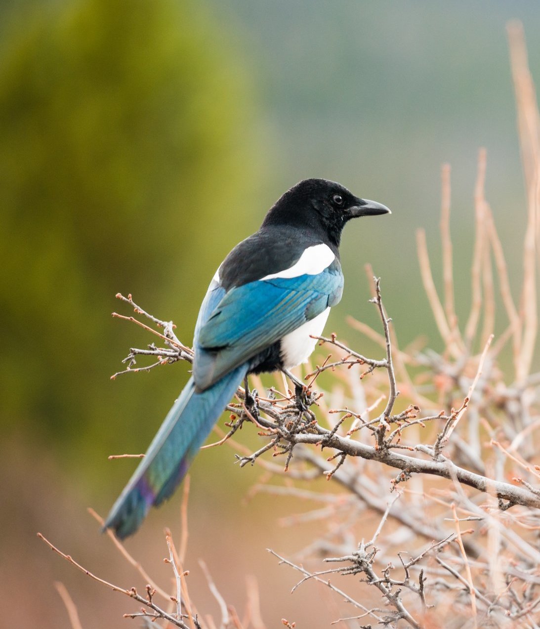 Magpie mindset - making shiny things matter | CRC